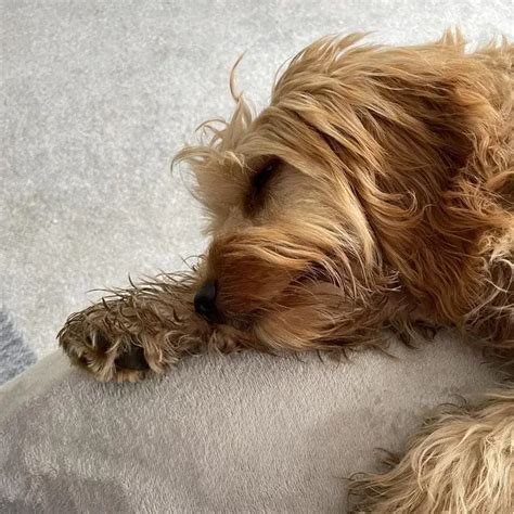 Amber Cockapoo Purina Uk