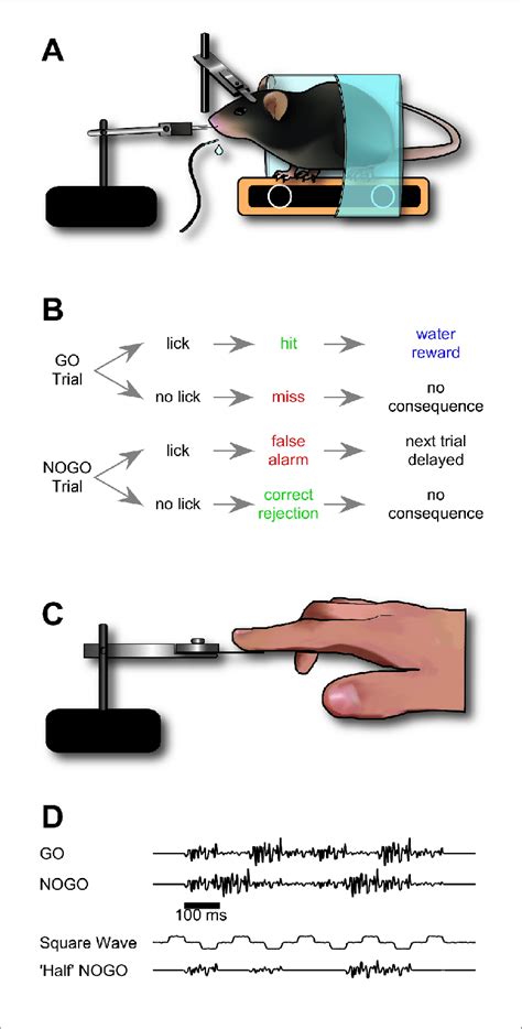 Design Of Sequence Recognition Task For Mice And Humans A Download Scientific Diagram Design Of Sequence Recognition Task For Mice And Humans A Download Scientific Diagram