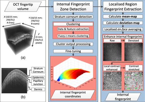 The Novel Internal Fingerprint Extraction Algorithm A A Typical