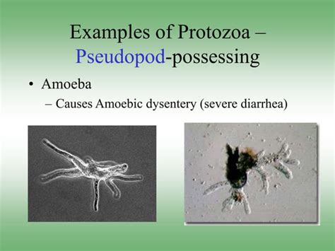 Kingdom Protista 2012 Protist Slidesppt