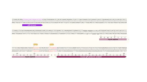Pfb Chig Hm Pentamer High Expression Vector For Mammalian Igm