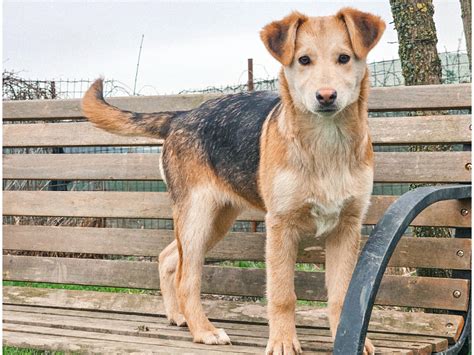 Athena Tiere In Not Saar Ev