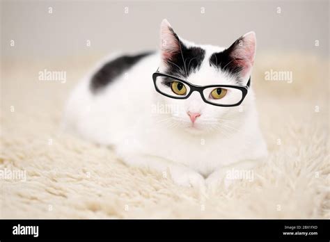 Gatos Aesthetic Con Lentes Atelier Yuwa Ciao Jp