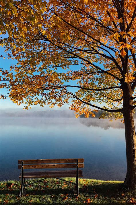 Tree Preservation Orders What They Are And How We Help