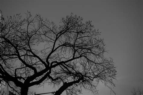 가로등 가지 감정적 인 겨울 겨울의 나무 경치 계절 고독 고요한 고요함 구조 굴복 한 나무 둥치 나무