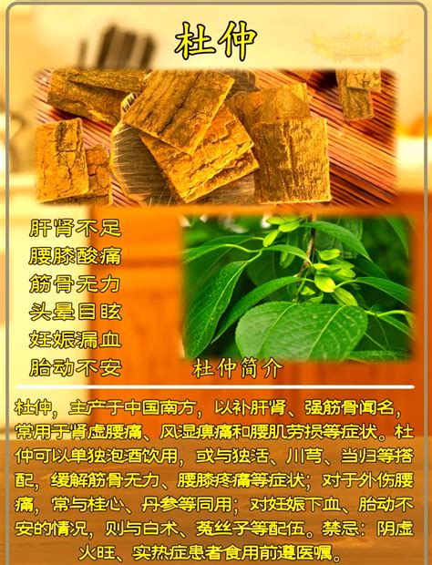 杜仲的五种神奇吃法，你知道几个？