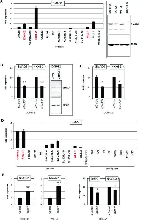 Bmp Signalling Pathway Activates Nkx6 3 Expression A Rq Pcr Analysis