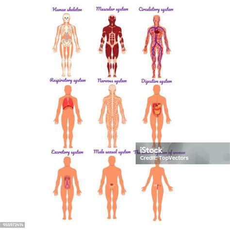 다른 인간 장기 시스템 세트 근육 순환 계 호흡기 신경 소화 배설 성적 시스템 인체 해부학 벡터 일러스트 0명에 대한 스톡 벡터 아트 및 기타 이미지 Istock