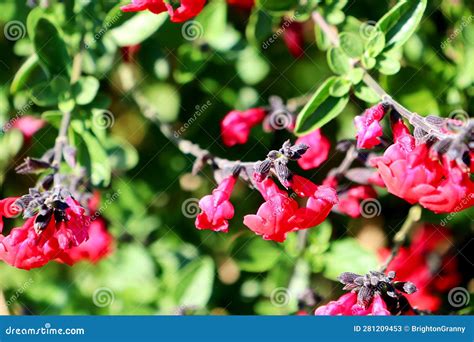 A Closeup Of A Red Hot Lips Plant Stock Image Image Of Flowers