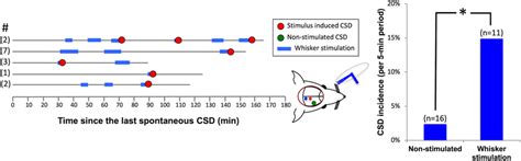 Priming The Barrel Cortex With Ouabain Increased The Incidence Of Download Scientific Diagram