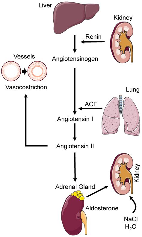 Biomedicines Free Full Text Mrna Metabolism And Hypertension