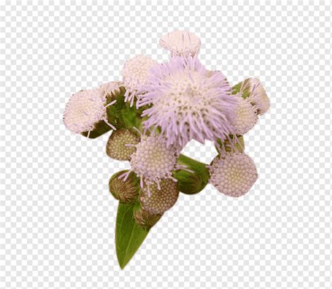 우유 엉겅퀴 식물 우유 분유 엉겅퀴 꽃 잔디 우유 스플래시 Png Pngwing