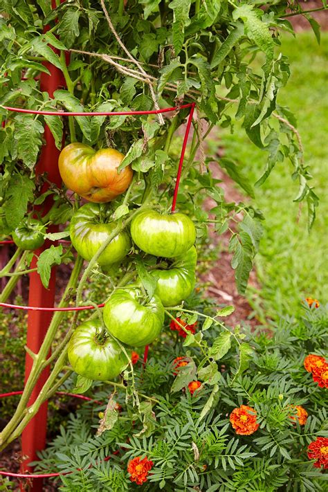 How Far Apart To Plant Tomatoes 7 Tips To Avoid Overcrowding