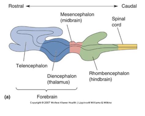Lecture 19 Neurogenesis Flashcards Quizlet
