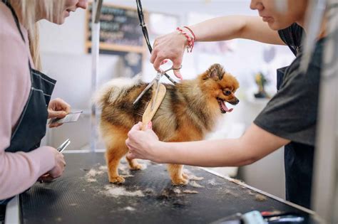 Home Smarty Paws Grooming