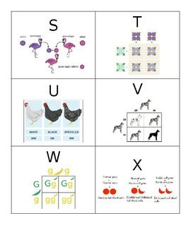 Codominance Vs Incomplete Vs Complete Dominance Organizer By ABiologyTeacher