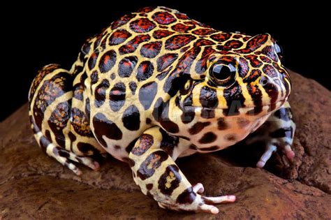 Reptiles4all Leptodactylidae