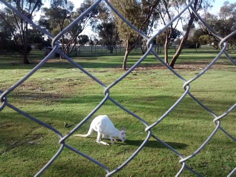 Kangaroo Coordinate Picture Math Love