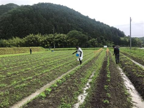 肥料をやり土寄せをする NPO法人里地里山問題研究所さともん