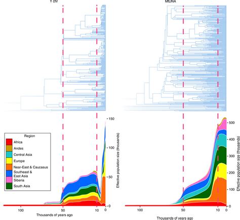 cumulative bayesian skyline plots of y chromosome and mtdna diversity