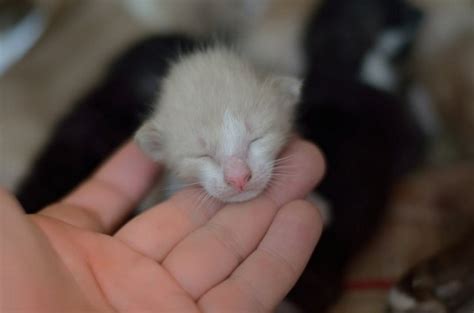 この猫に触るなと言われたが、彼は耳を貸さなかった 数日後、警官が彼のドアをノックした。 Page 10 Of 50 Daily