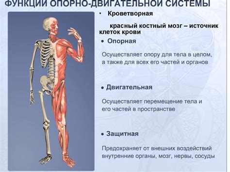 Опорно-двигательный аппарат - презентация онлайн
