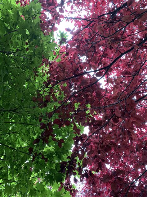 Trees Of Seattle R Seattle