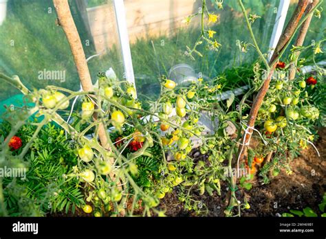 Backyard Greenhouse Made Of Foil Standing On The Grass Behind The House Visible Young Tomato