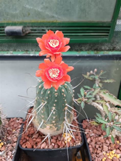 My Very Old Matucana Madisoniorum In Flower R Cactusandsucculents