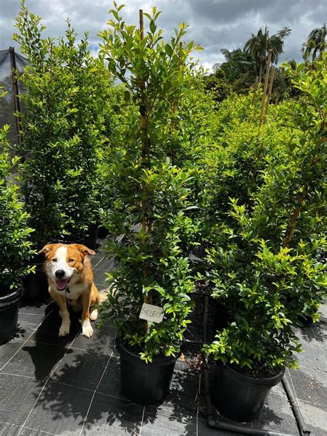 Lilly Pilly Hedge Buy Lilly Pilly Brisbane Platypus Plants