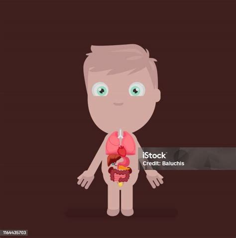 Ilustrasi Vektor Anatomi Tubuh Manusia Ilustrasi Stok Unduh Gambar