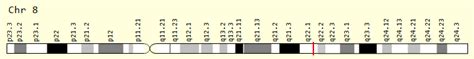Sdc2 Gene Genecards Sdc2 Protein Sdc2 Antibody