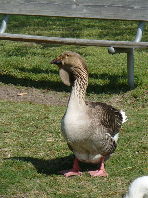 Oie De Toulouse Poules Et Cie