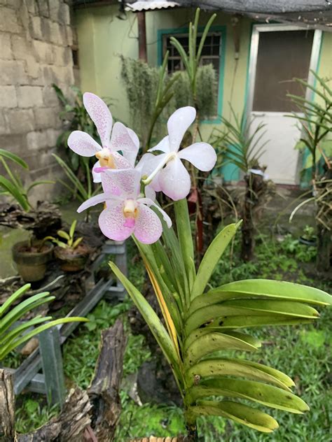 Diff Variety Of Orchids Rplants