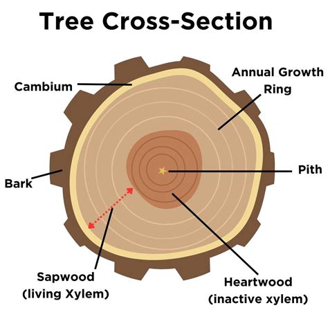 What You Need To Know About Oak Wilt The Invasive Fungus Threatening