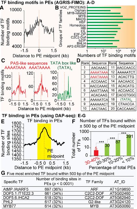 Pes Are Hotspots For Tf Binding And Binding Sites Specifically Cluster Download Scientific