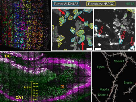 Expansion Sequencing Spatially Precise In Situ Transcriptomics In