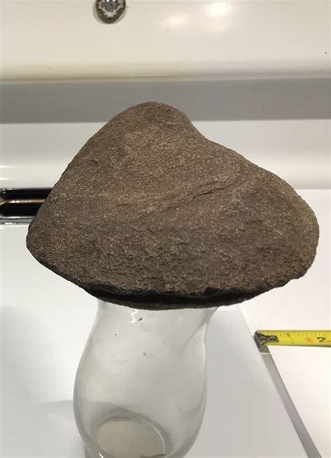 Giant Bivalve Fossil ID The Fossil Forum