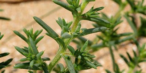 Saltwort