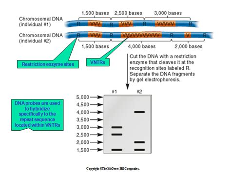 Comparative Study On Dna Of Two Different Individuals Comparative Study On Dna Of Two Different Individuals