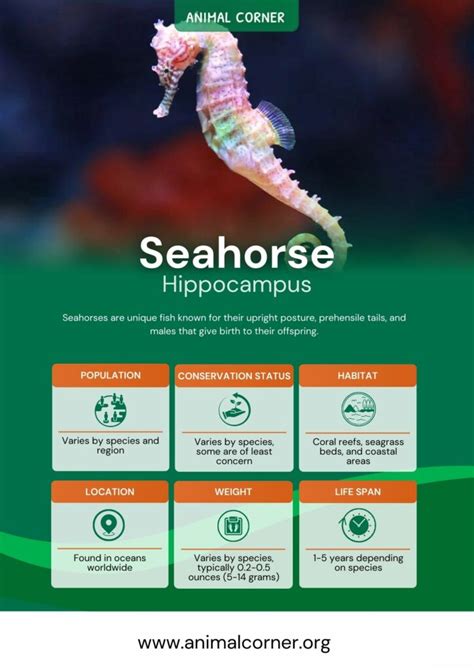 Seahorse Facts Diet And Habitat Information
