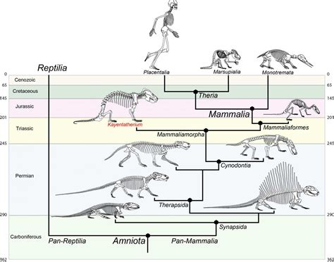 Earliest Mammals