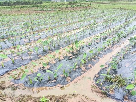 现在可以种芋头吗？——2024年全国分区域芋头适栽期与标准化种植技术指南 一亩田
