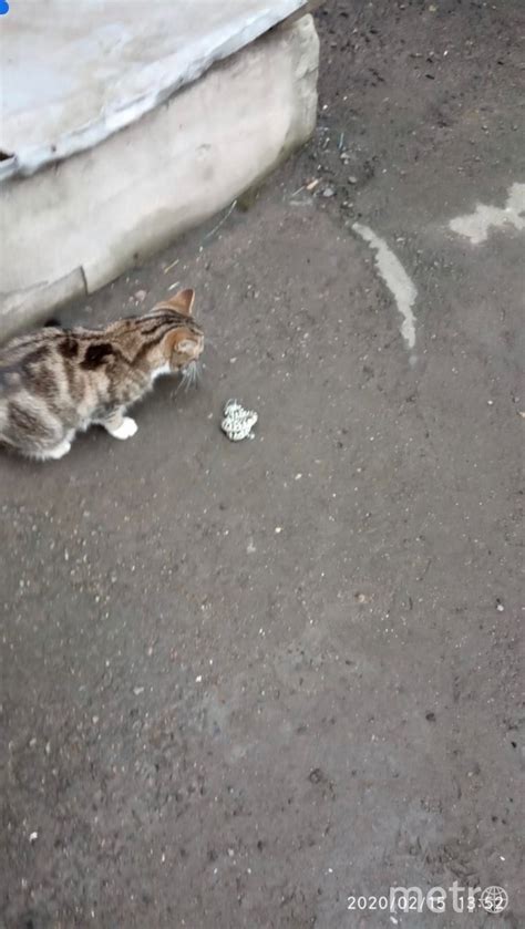 Петербургская кошка расправилась со змеёй в центре города Metro