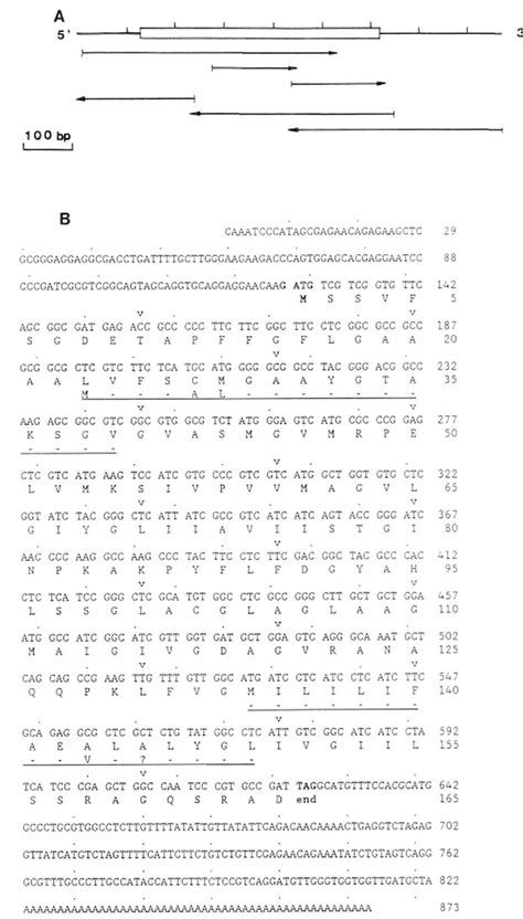 Figure 2 From Molecular Cloning And Sequencing Of Cdnas Encoding The Proteolipid Subunit Of The