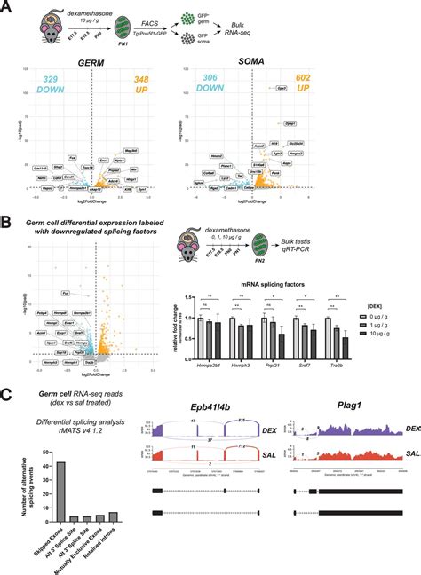 Figures And Data In Differential Susceptibility Of Male And Female Germ