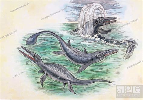 Specimen Of Ichthyosaurs Order Ichthyosauria Triassic Cretaceous