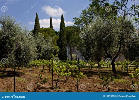 Small Vineyard Stock Image Image Of Trees Outdoor Landscape 15093803