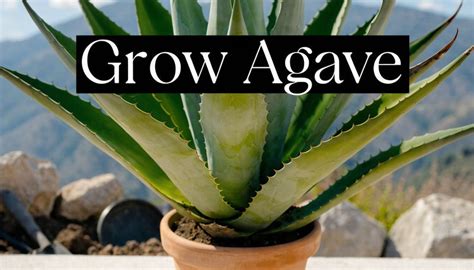 A Growers Guide To Agave Americana Care The Cactus Outlet