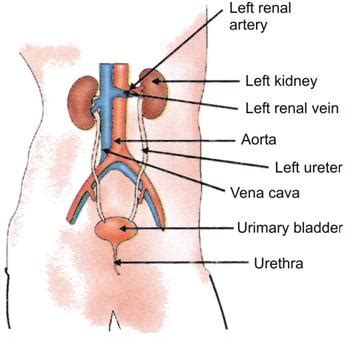 Cbse Class Th Biology Life Processes Excretion Cbse Tutorials